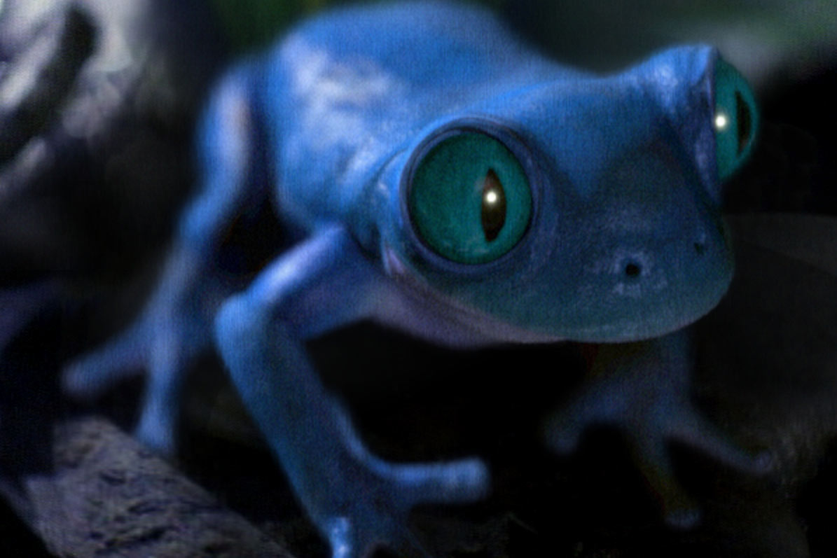 The Return of the Budweiser Frogs - TV Advertising Media
